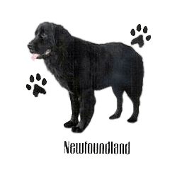 Newfoundland Gifts
