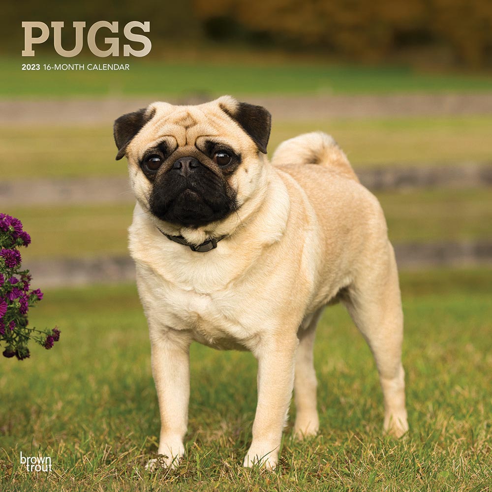 Pug Dog Gifts, Jewelry, Collectibles - AnimalDen.com