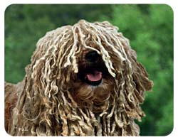 Puli T-Shirt - I love my & Gifts | Animal Den