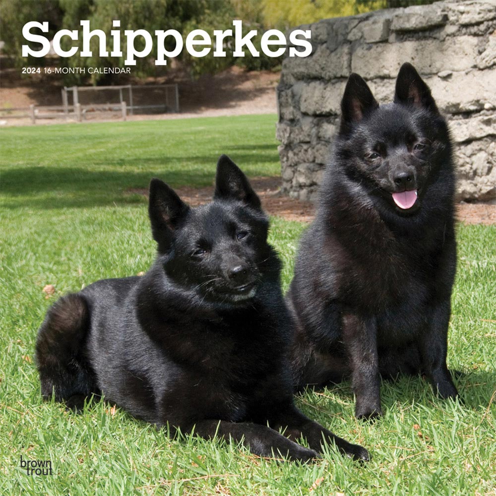Brown Schipperke Puppies