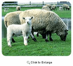 Sheep Coasters, Coaster, Sheep Gifts | Animalden.com