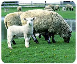 Sheep Mousepad, Mousepads, Sheep Gifts | Animalden.com