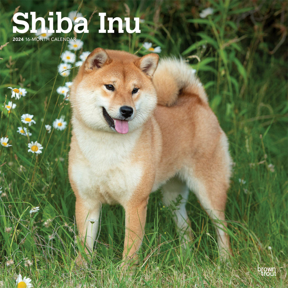 Shiba Inu Calendar 2024|Animal Den