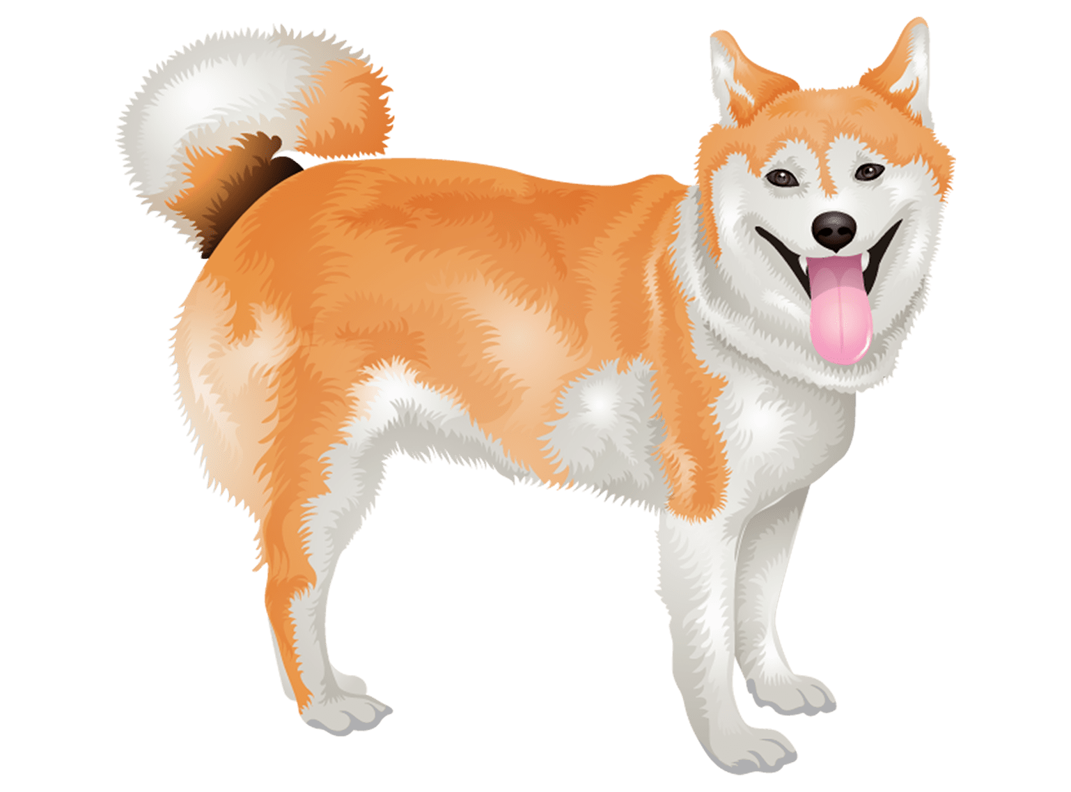 Shiba Inu Gifts