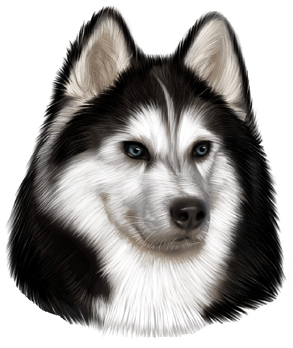 Siberian Husky Decal Car Window Sticker | Animalden.com