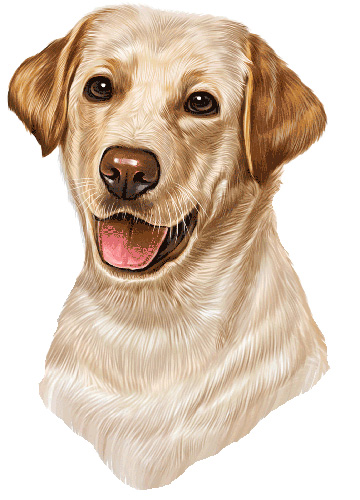 Yellow Lab Decal Car Window Sticker | Animalden.com