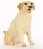 Yellow Lab Figurine, Figurines, Yellow Lab Gifts | Animalden.com