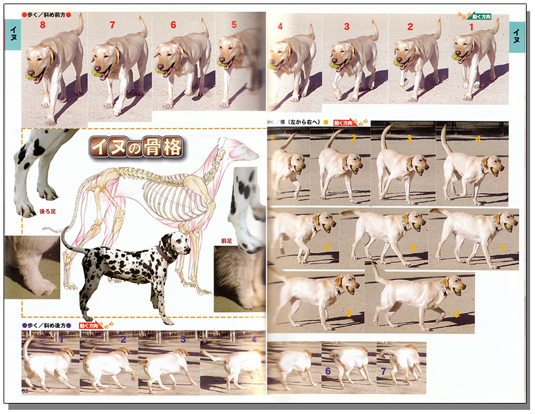 Action Pose Collection Vol. 3 - Animals Movements - Anime Books