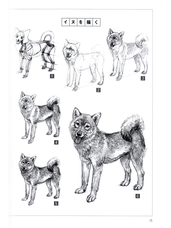 Animal Drawing - Skeleton and Proportion of Different Animals Reference ...