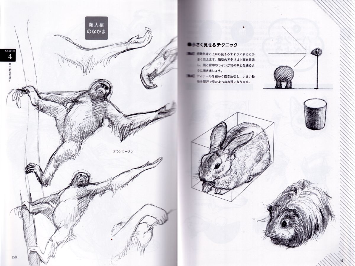Animal Drawing Techniques: Exploring Through Skeleton and Proportion ...