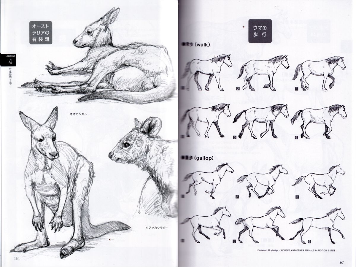 Animal Drawing Techniques: Exploring Through Skeleton and Proportion ...