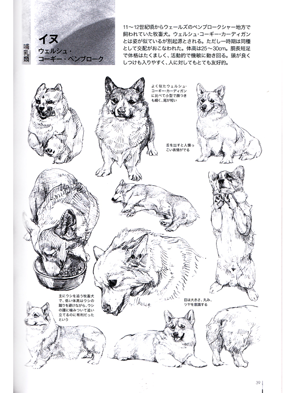 Animal Pose Collection - 150 Species of Shape and Movement Reference ...