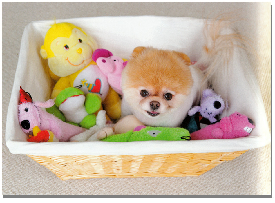 Boo - The Life of the World's Cutest Dog - Anime Books