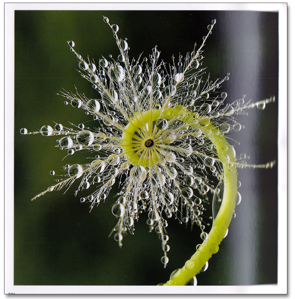 Experience This Extraordinary World Reference Book - Anime Books