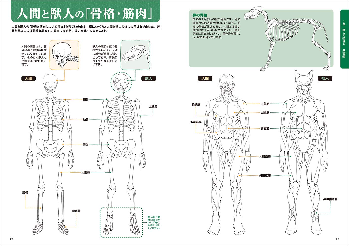 How to Draw Kemomimi (Beast Humanoids) Pose Collection Reference Book ...