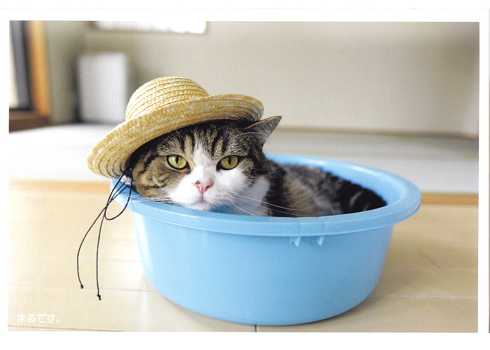 I Am Maru-Desu Postcard Book - Anime Books