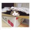 I Am Maru-Desu - The Box Cat Maru Book - Anime Books