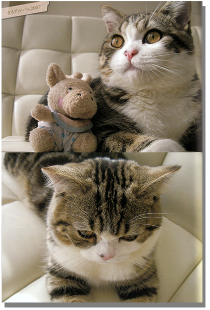 I Am Maru Photo Book - More, Maru. - Anime Books