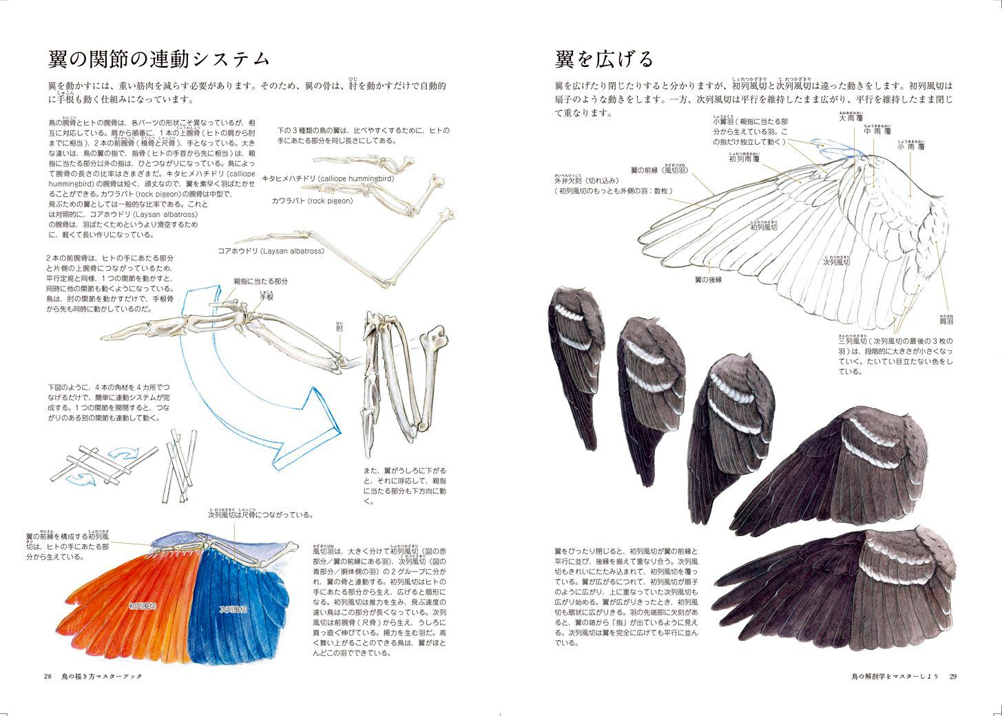 The Laws Guide to Drawing Birds Reference Book - Anime Books