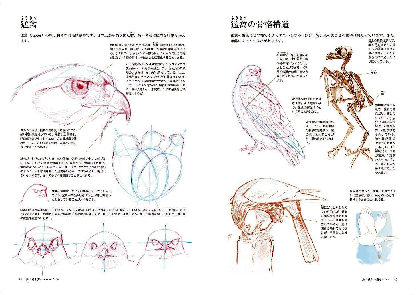 The Laws Guide to Drawing Birds Reference Book - Anime Books