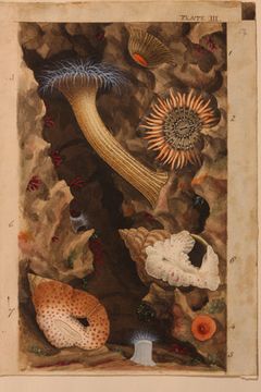 Curiosity: Art and the Pleasures of Knowing - ARTBOOK