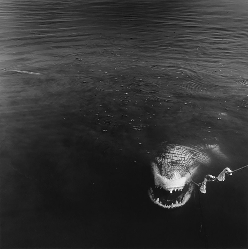 Debbie Fleming Caffery: The Shadows - ARTBOOK|D.A.P.