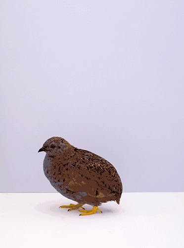 Luke Stephenson: An Incomplete Dictionary of Show Birds - ARTBOOK