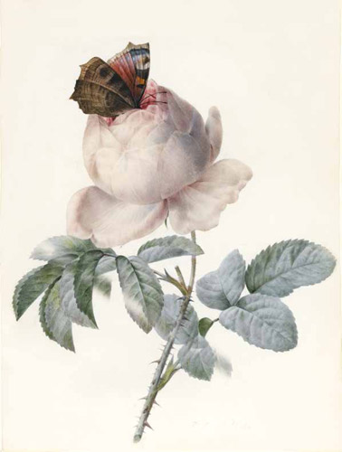 Pierre-Joseph Redouté: Botanical Artist to the Court of France