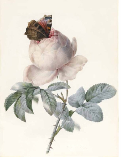Pierre-Joseph Redouté: Botanical Artist to the Court of France