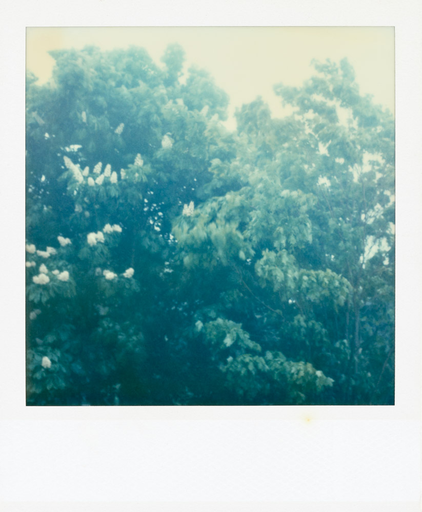 Robert Frank: Red Table, Green Tree, From the Window, by the Window