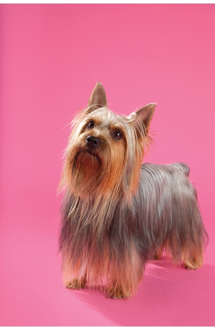 Barking with Excitement: Show Dogs