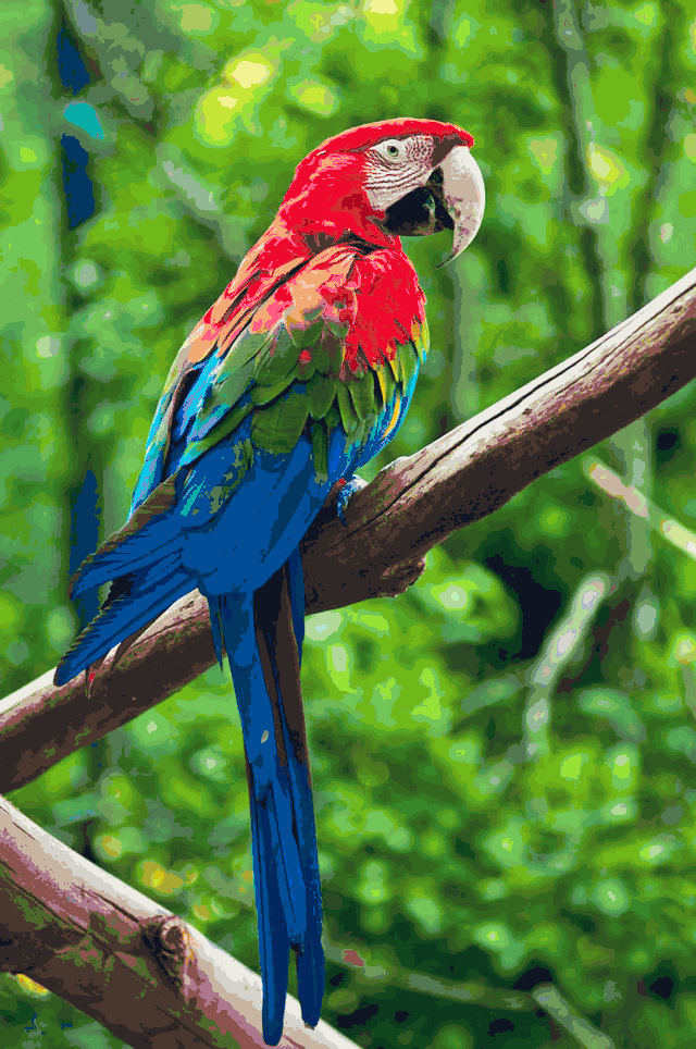 Green Wing Macaw Central Florida Zoo & Botanical Gardens Green Winged