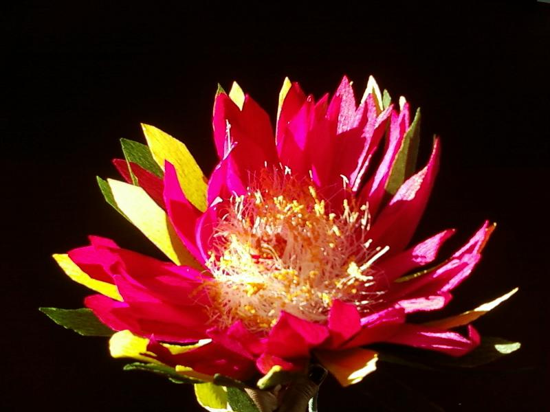 Nopalillo Fuchsia Cactus Flower
