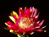 Nopalillo Fuchsia Cactus Flower