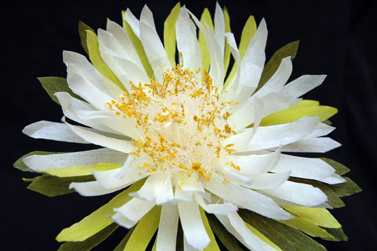 NOPALILLO Natural Cactus Flower