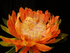 Nopalillo Orange Cactus Flower