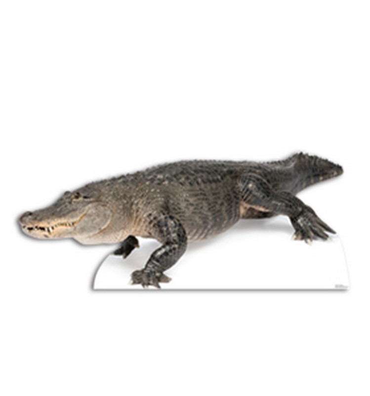 American Alligator Standee
