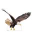 Flying Bald Eagle Cardboard Cutout