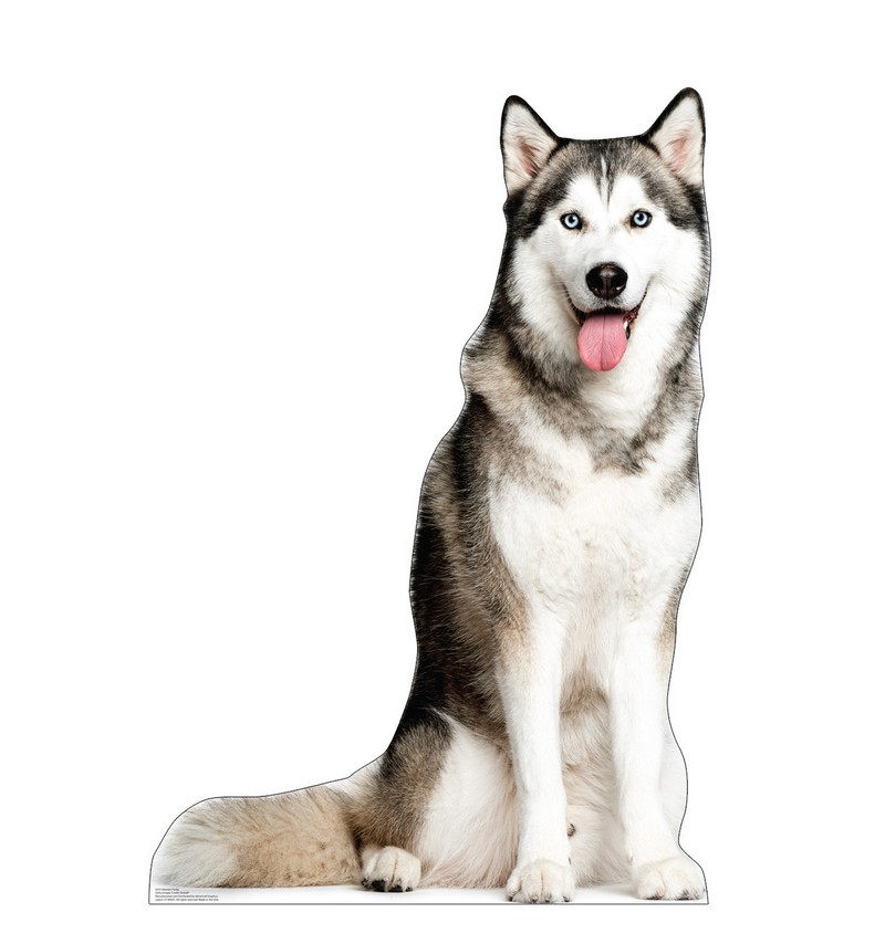 Siberian Husky Cardboard Cutout
