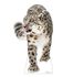Snow Leopard Cardboard Cutout