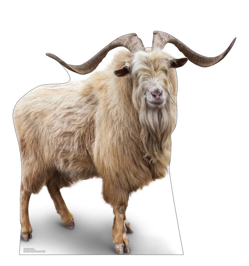 Wild Mountain Goat Cardboard Cutout
