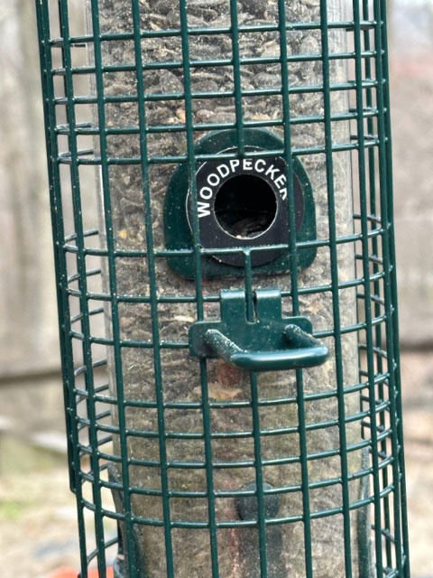 Birds Can Read Feeder Labels