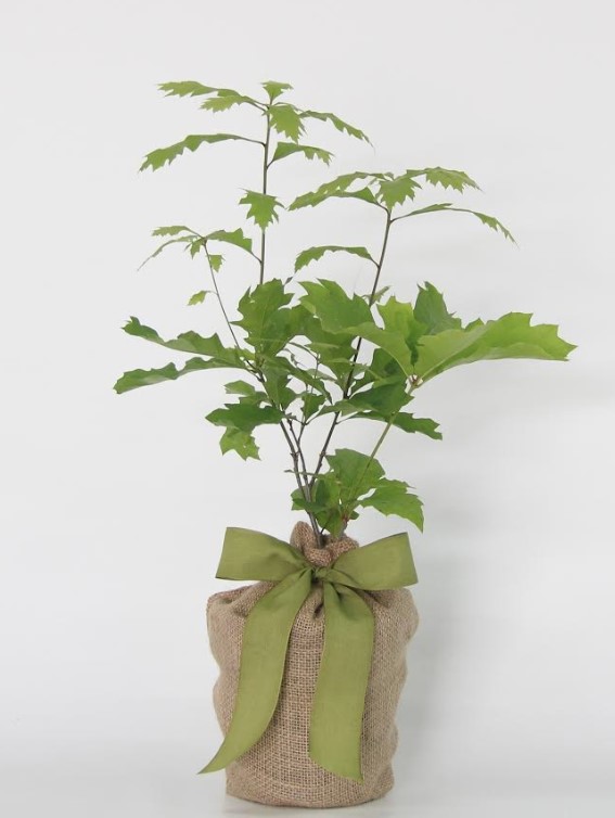 Live Tree Birthday Gift