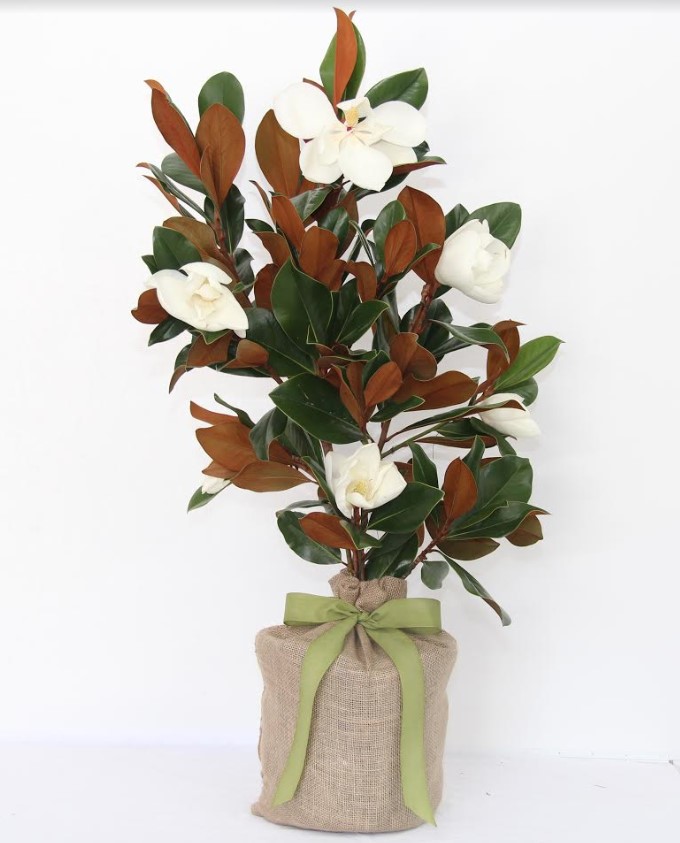 Live Tree Birthday Gift