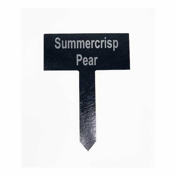 Plant, Vegetable, Tree Slate Stake Signs