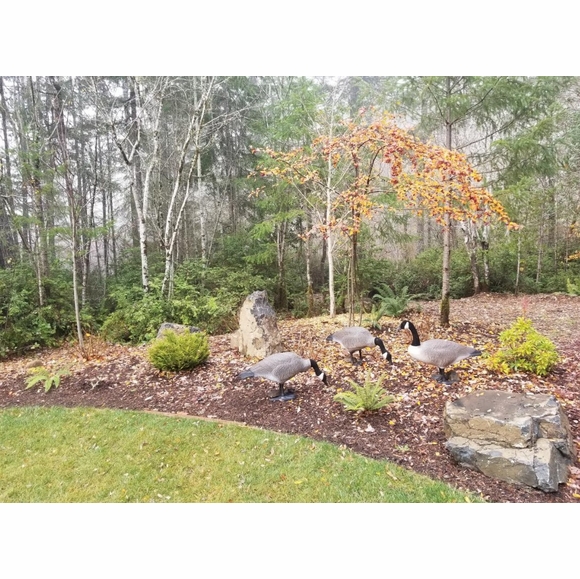 Realistic Canada Goose Garden Statue - Standing & Feeding Geese Set