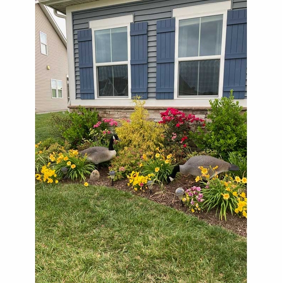 Realistic Canada Goose Garden Statue - Standing & Feeding Geese Set
