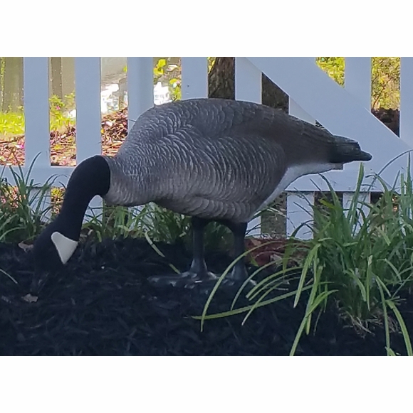 Realistic Feeding Goose Garden Statue