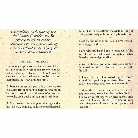 Seeds of Life Southern Magnolia Tree : Living Gift Tree