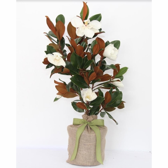 Seeds of Life Sympathy Gift Memorial Tree
